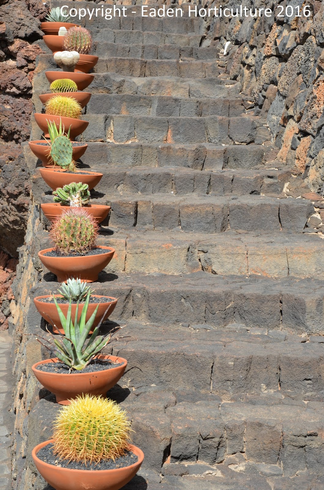 SELECTION OF PLANT IMAGES FROM THE EADEN PHOTOGRAPHIC LIBRARY |The ...