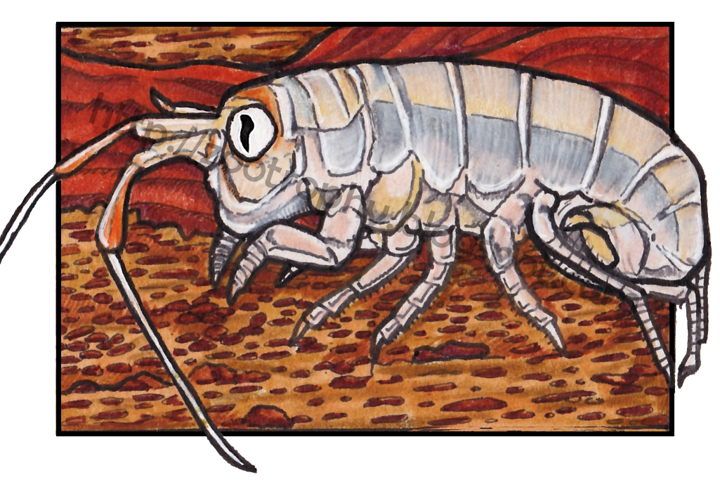 ZooTrophy Animal-a-Day Database: #681: Sandhopper