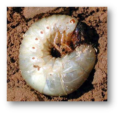 Naturalista Irreverente de Tehuacán: EL MAYATE