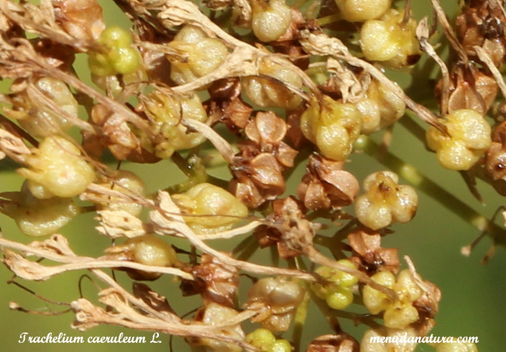 Menuda Natura: Trachelium caeruleum L.