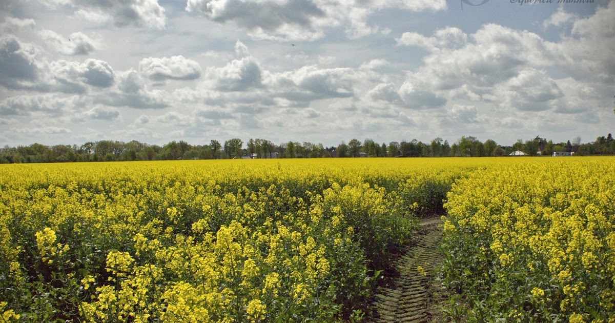Gabriele Manhold Photography: Blühende Rapsfelder, am 03. Mai 2018.