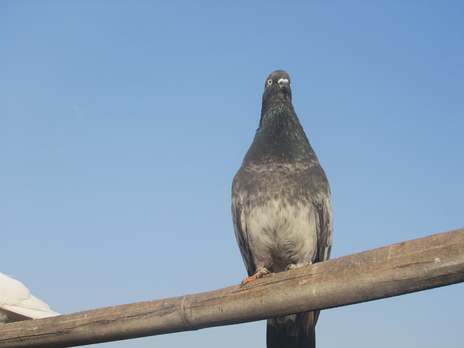 PIGEONS OF Nepal: New Tauke Pigeons