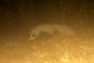 Backyard Beasts: Skunk diggings and droppings