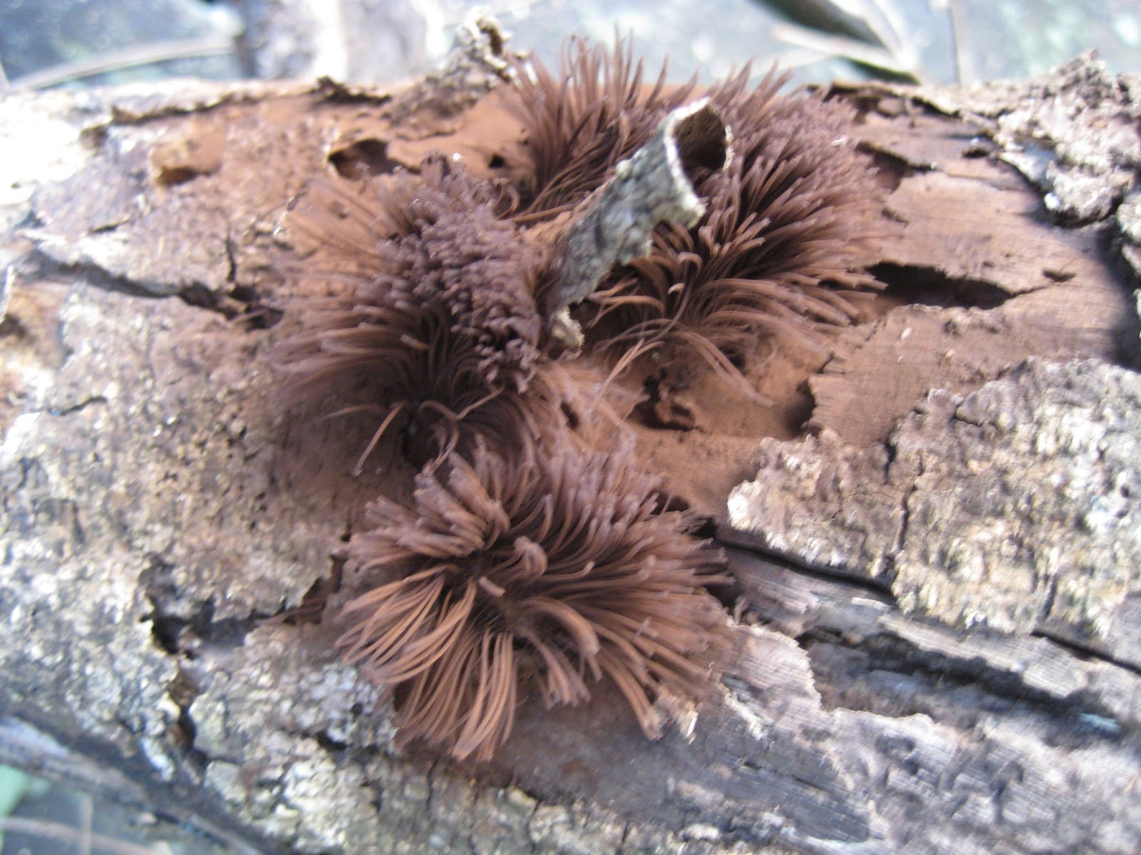 piggywhistles: ANEMONE FUNGUS AND 30 LEGGED BUG