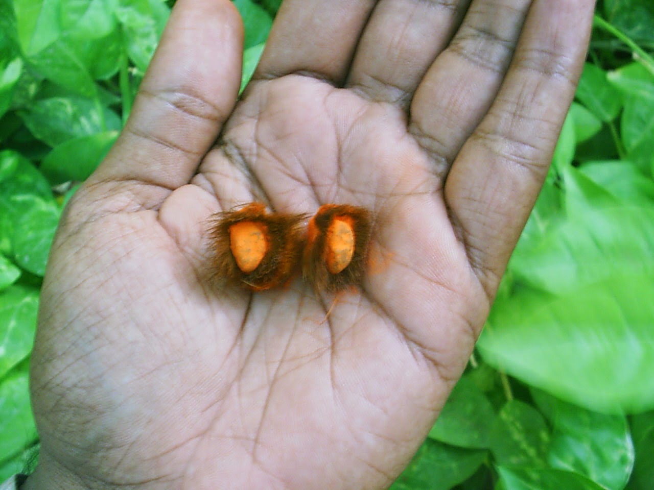 Dawat e Rohaniat ~*~ دعوتِ روحانیت: The Gidar Singhi Talisman