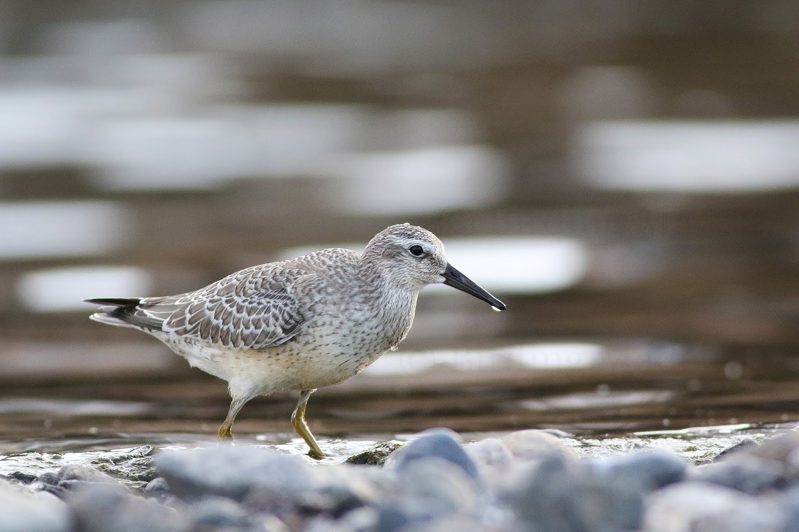 Birding Madeira: 2019.09
