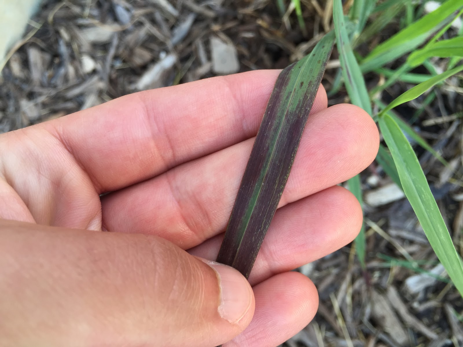 Backyard Neophyte Landscaping Blog: August 2015