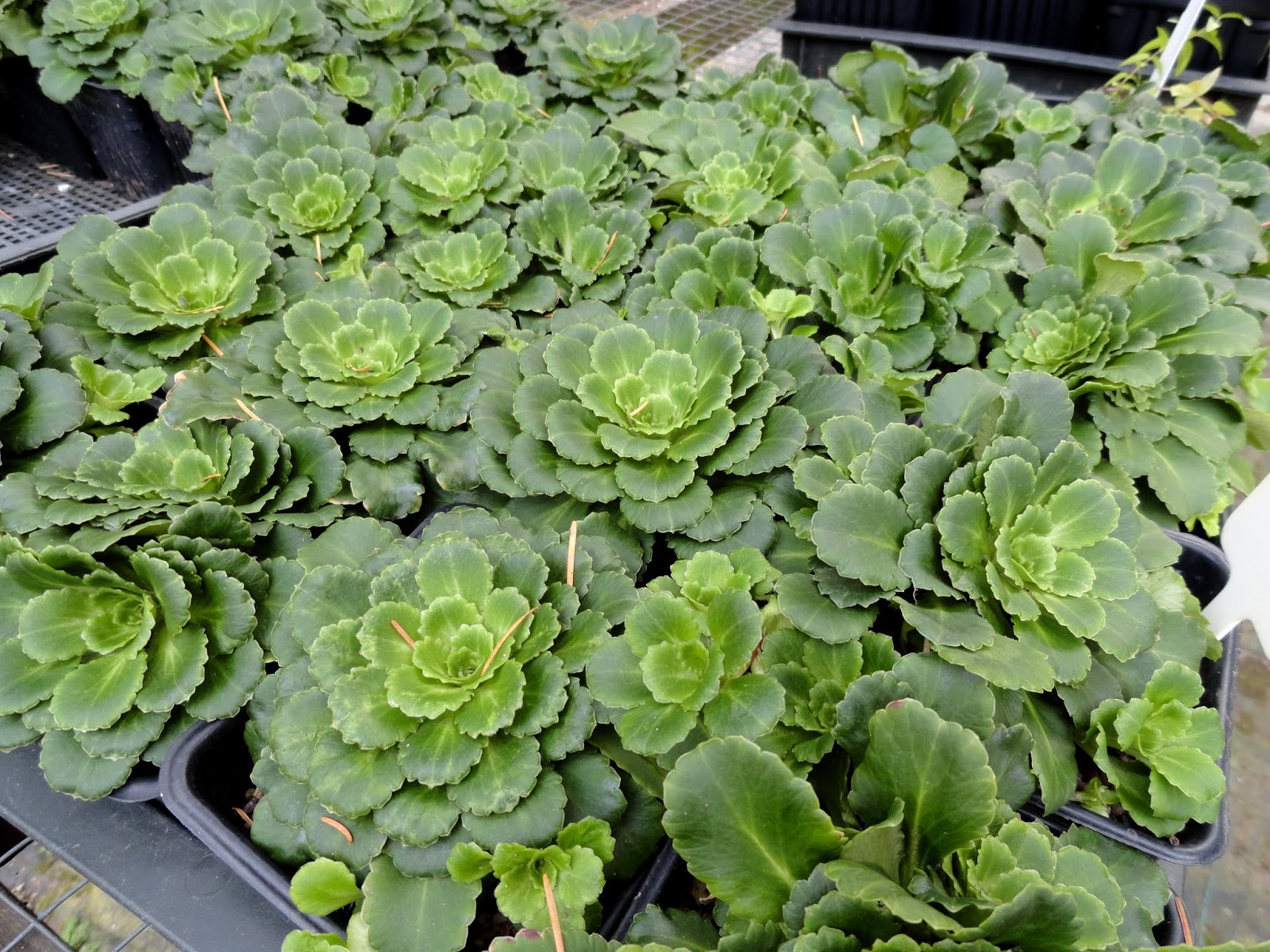 danger garden: A walk at the Leach Botanical Garden