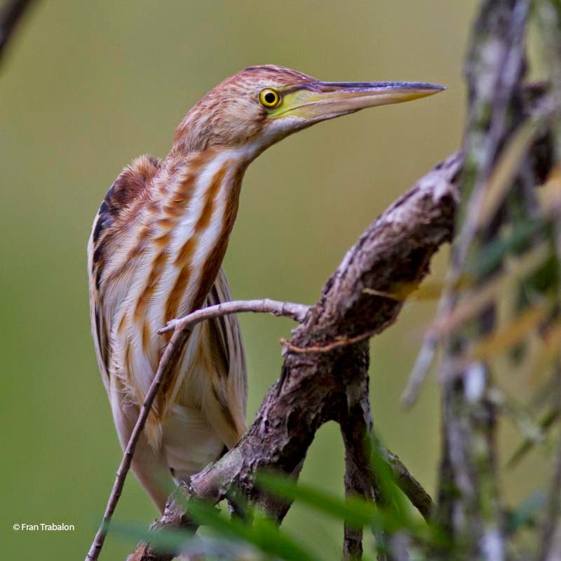 ZAGROS NATURE IMAGES: Yellow Bittern