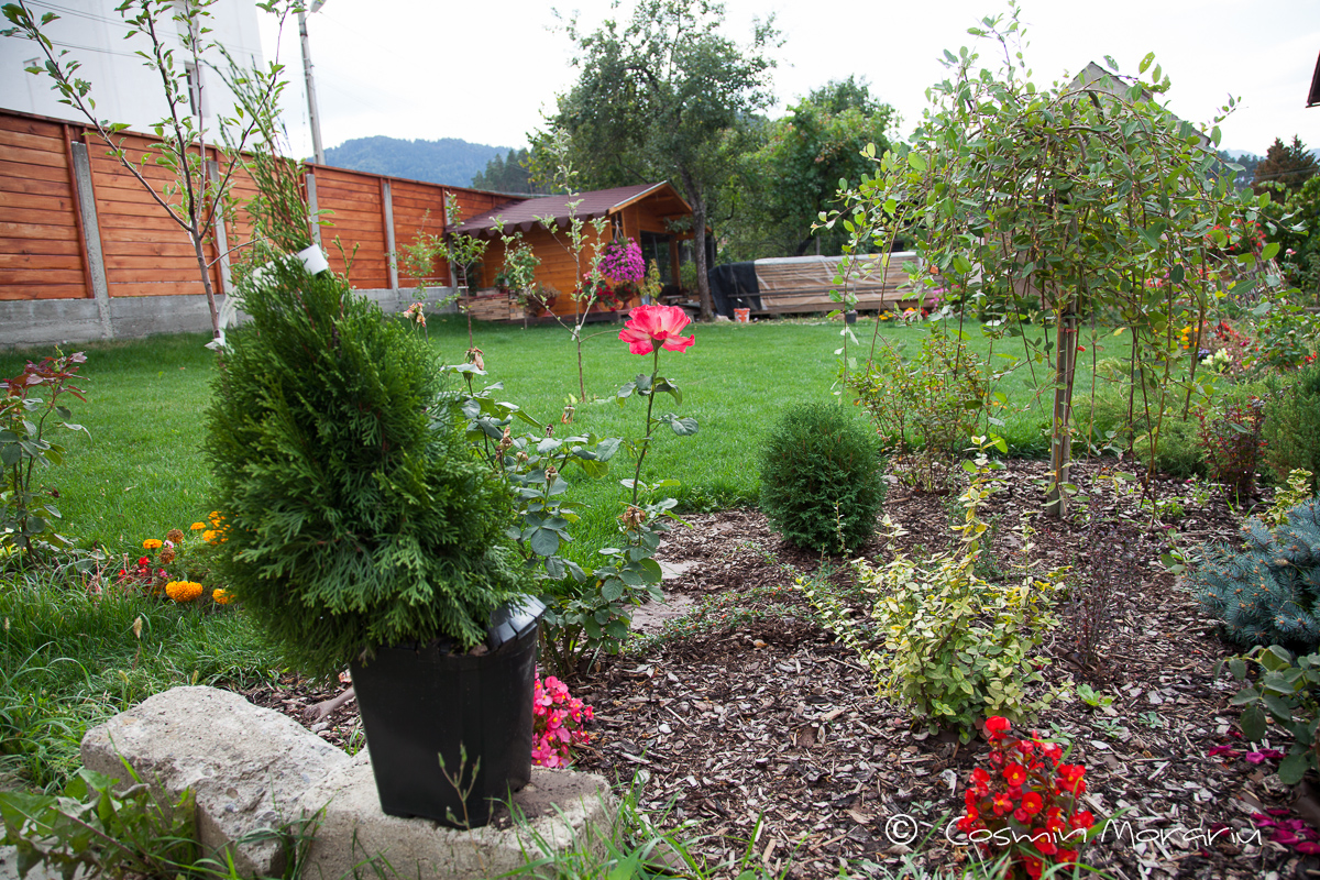 Gradina mea de VIS...