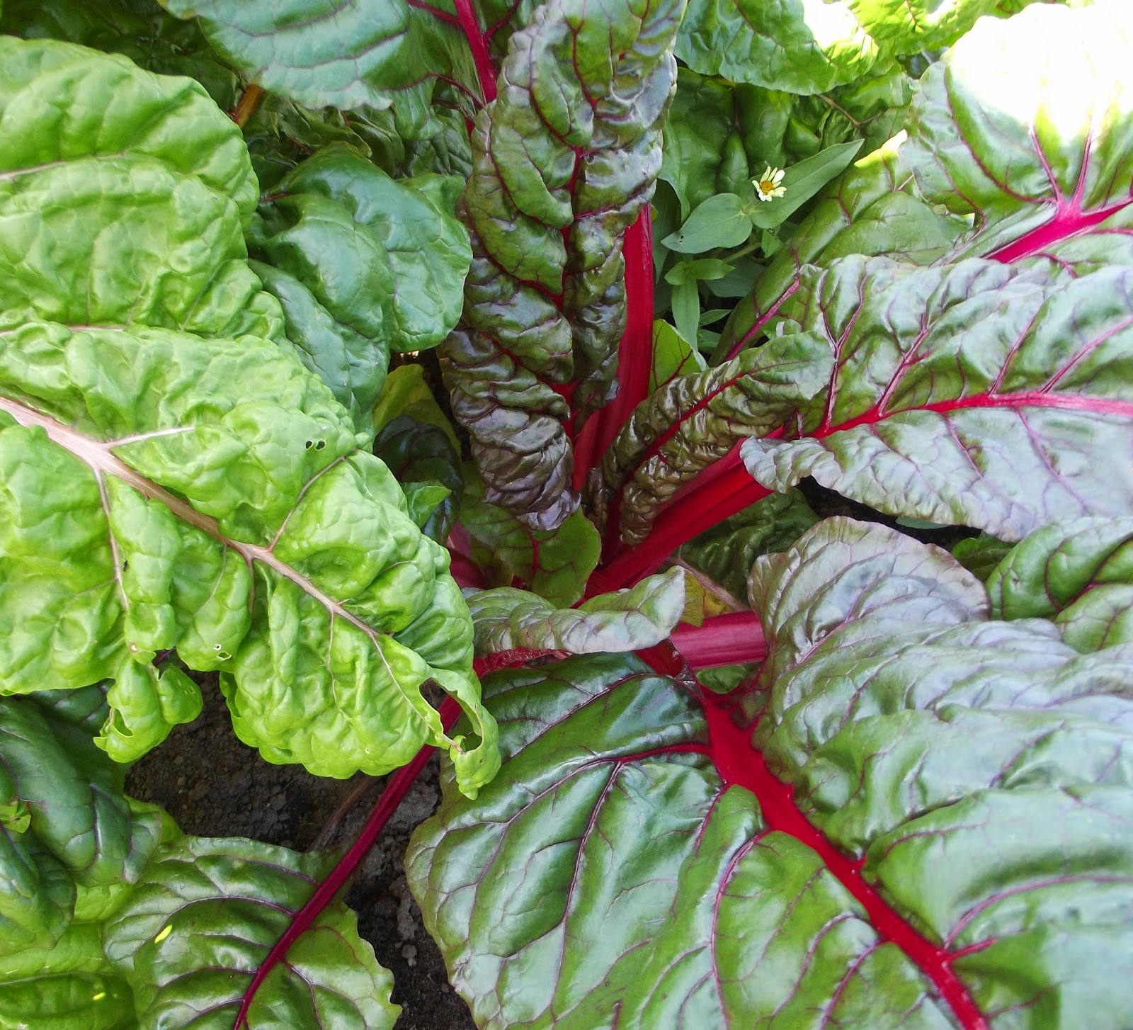 In The Garden: Featuring Swiss Chard