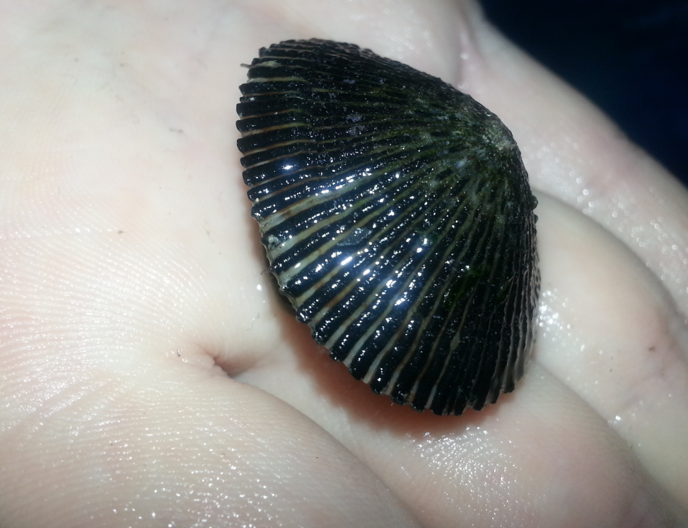 What's in Jeremy's Bucket?: Molluscs