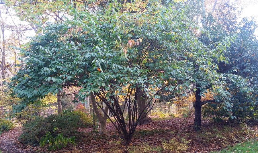 Future Plants by Randy Stewart: Stachyurus