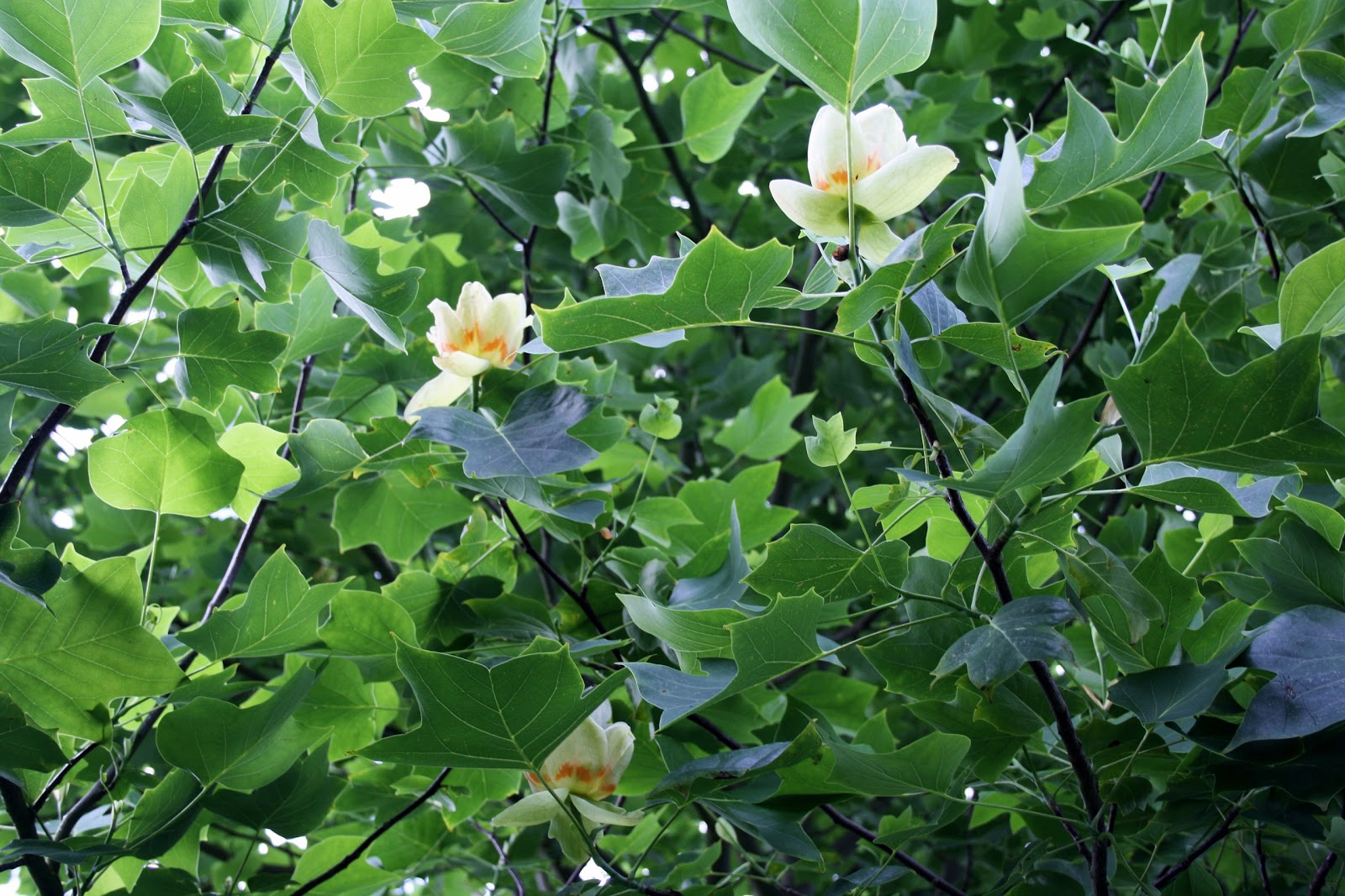 .: Las flores del Liriodendro.