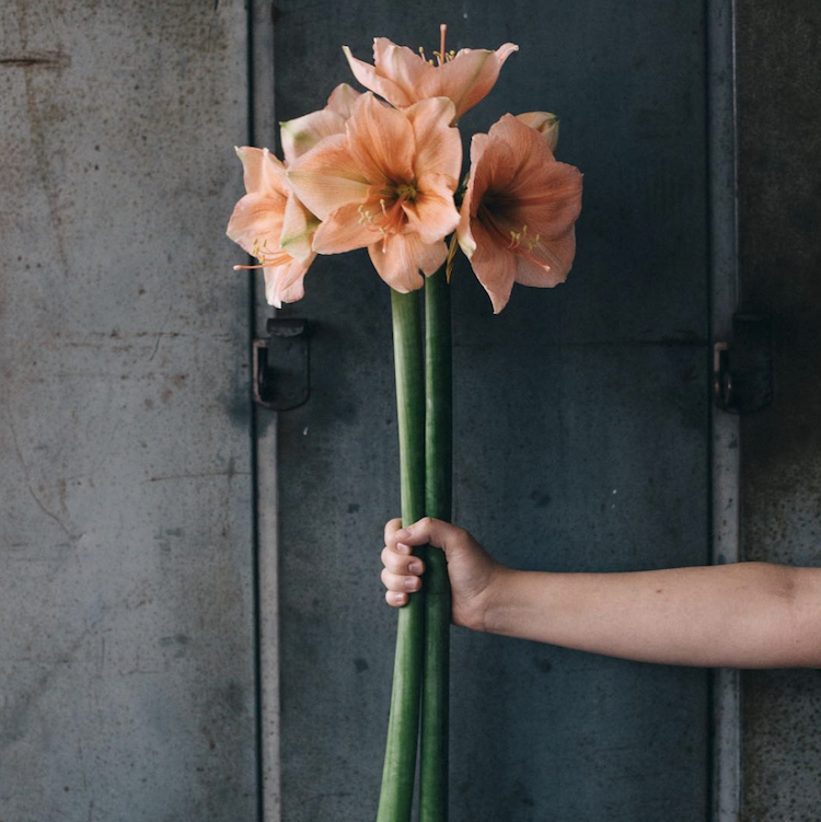 my scandinavian home: The Prettiest Flower This Winter Solstice