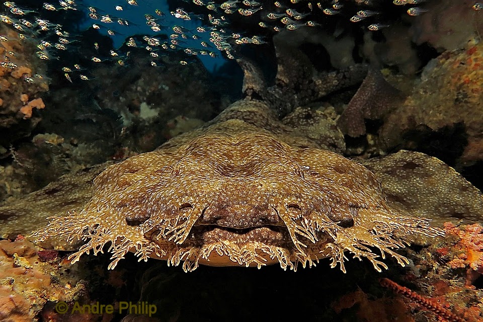 "Face to face with a wobbegong - the flounder of the shark" taken by ...