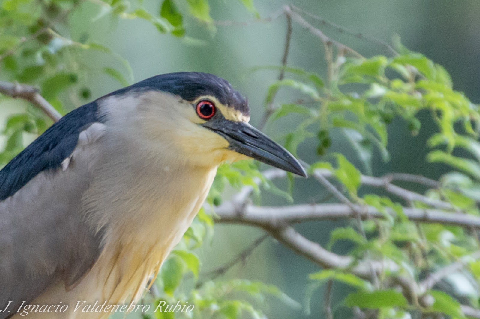 DocNatureBlog: Un tímida garza con unos llamativos ojos rojo escarlata ...
