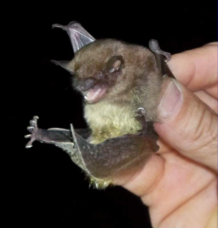 a slavonic quijote in america: graveyard bat