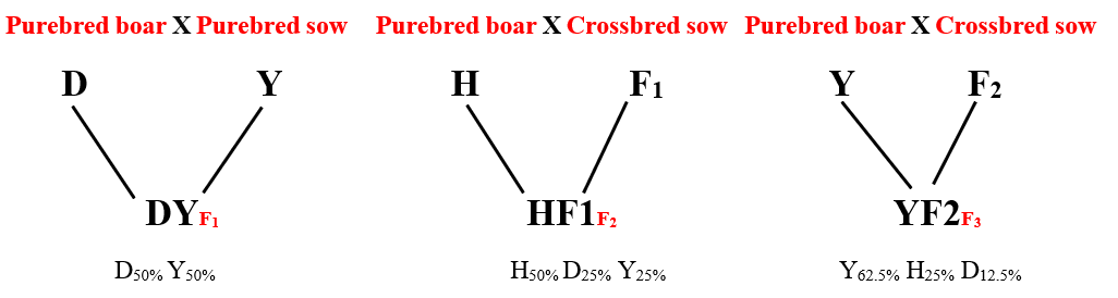 Breeding Systems in Commercial Swine Farming ~ ANIBREED