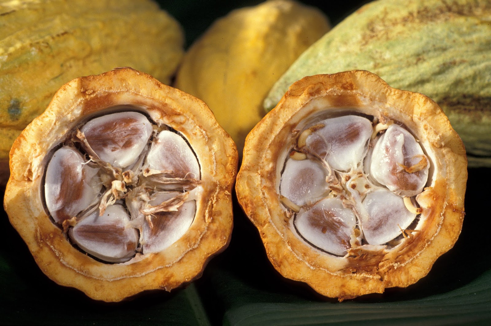 Sobre esto y aquello: Theobroma cacao: El alimento de los dioses