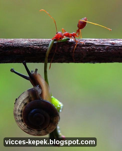 Vicces képek oldala: Hangya vs. csiga