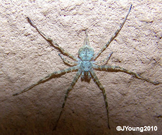 South African Photographs: Long Spinnered Bark Spider - Hersilia Sp