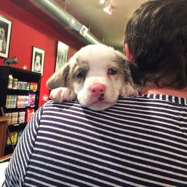 These Pictures Of Adopted Dogs Going Home For The First Time Will Warm ...