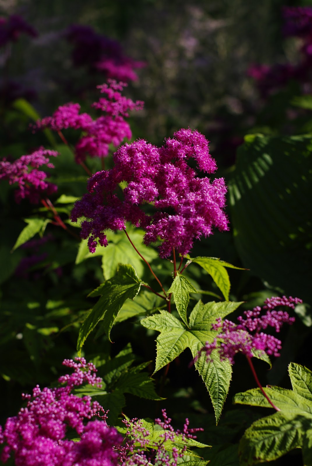 Plant Class: Filipendula x purpurea