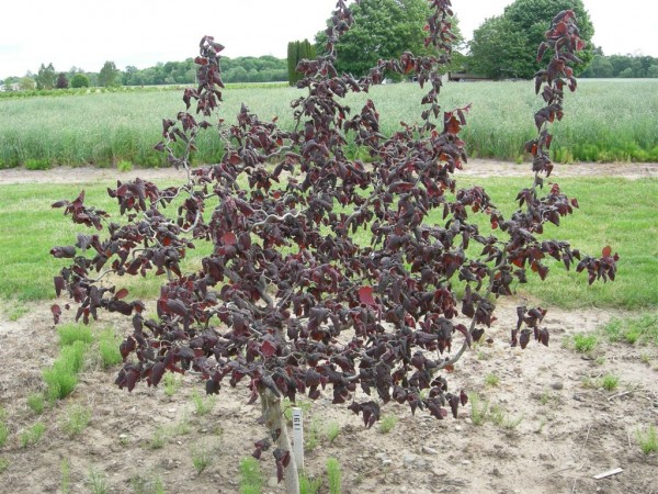 Laurelhurst Craftsman Bungalow: Red Dragon is Coming