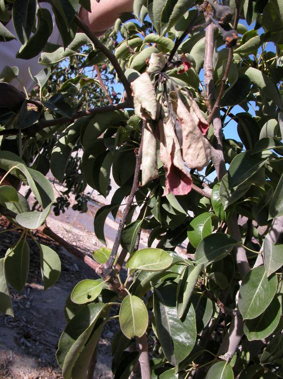 Xtremehorticulture of the Desert: Watch Out for Deadly Fireblight on ...