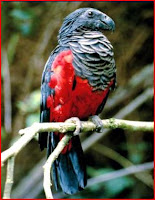Info Indonesia: Wasur