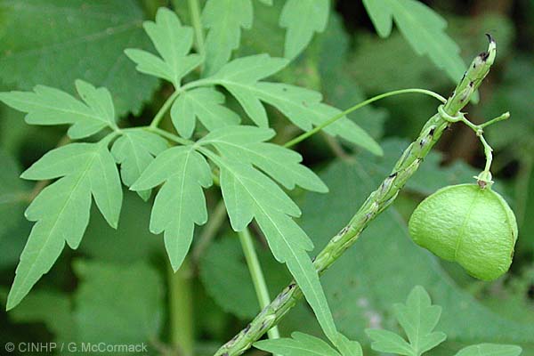 Flora de Puerto Rico Ilustrada Papo Vives: SAPINDACEAE CARDIOSPERMUM ...