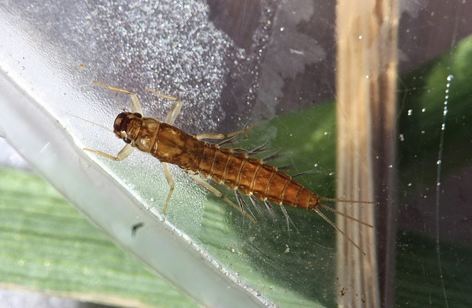Aquatic Insects of Central Virginia: Isoperla season at the Rapidan River