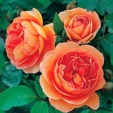 LOUISE LATULIPPE DESIGN: Mes roses préférées: les roses anglaises de ...