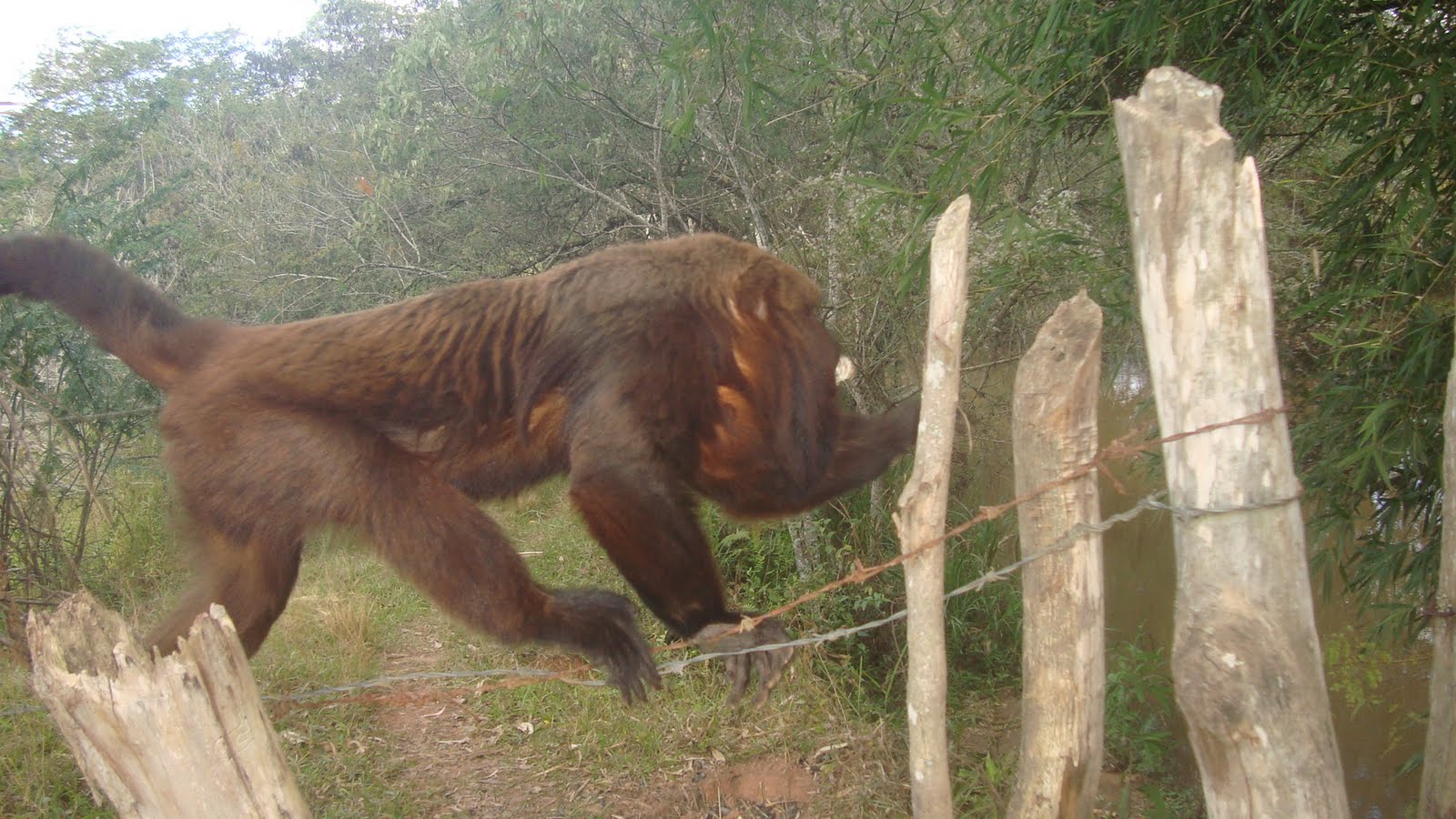 PROJETO CURUPIRA: Fotos do Bugio