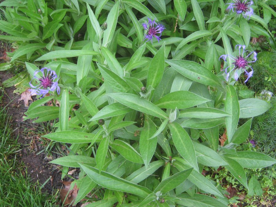 Future Plants by Randy Stewart: Centaurea