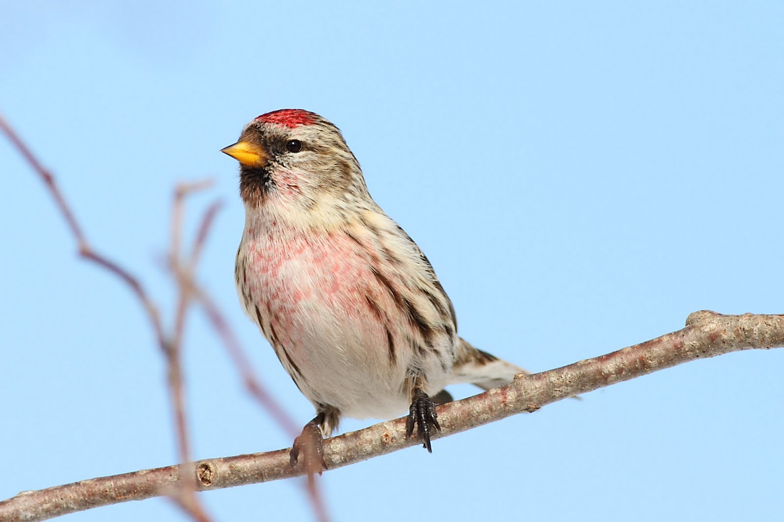 Ann Brokelman Photography: Common Redpoll - Male and Female March 1, 2011