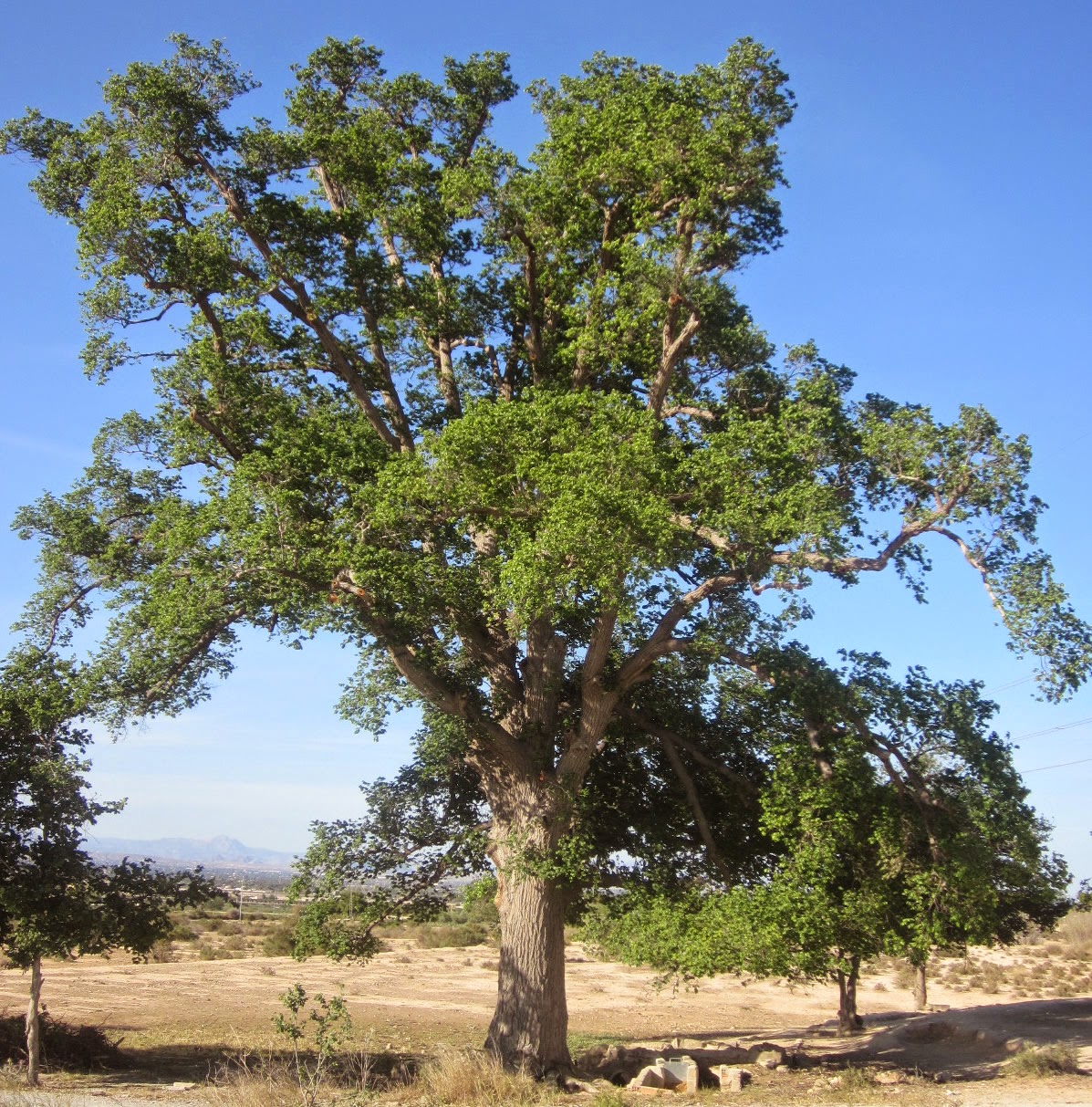 Y por qué no un blog...? : Un paseo alrededor de los Olmos en Elche con ...