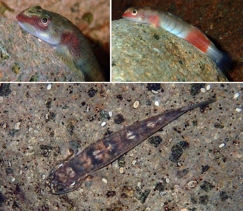 Species New to Science: [Ichthyology • 2016] Lentipes kolobangara • A ...