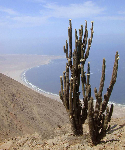 especies chilenas: El Copao Eulychnia iquiquensis