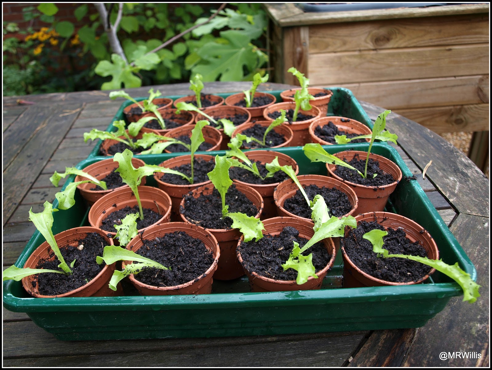 Mark's Veg Plot: Pricking-out Endive seedlings