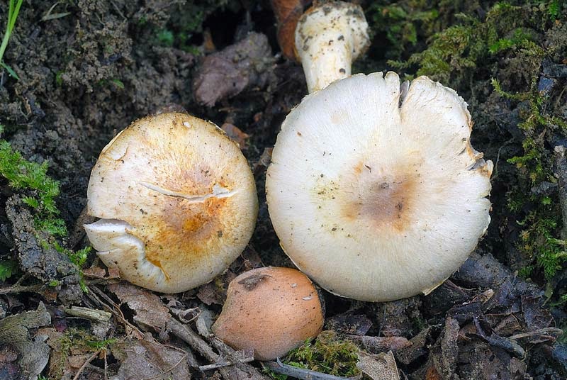 Funghi Teramani: Agaricus luteomaculatus (F.H. Møller) F.H. Møller