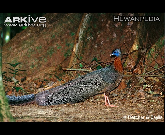 Hewan Unggas - Burung Kakau Raja | Khusus Dewasa