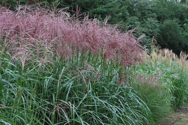 Katarinas trädgård: Gräs, gräs, gräs!