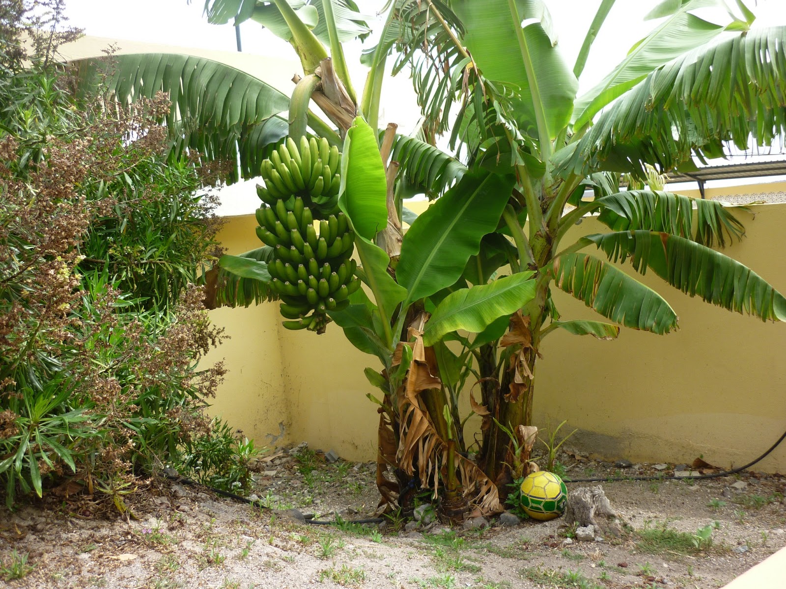 CEIP María Jesús Pérez Morales: La platanera moyera