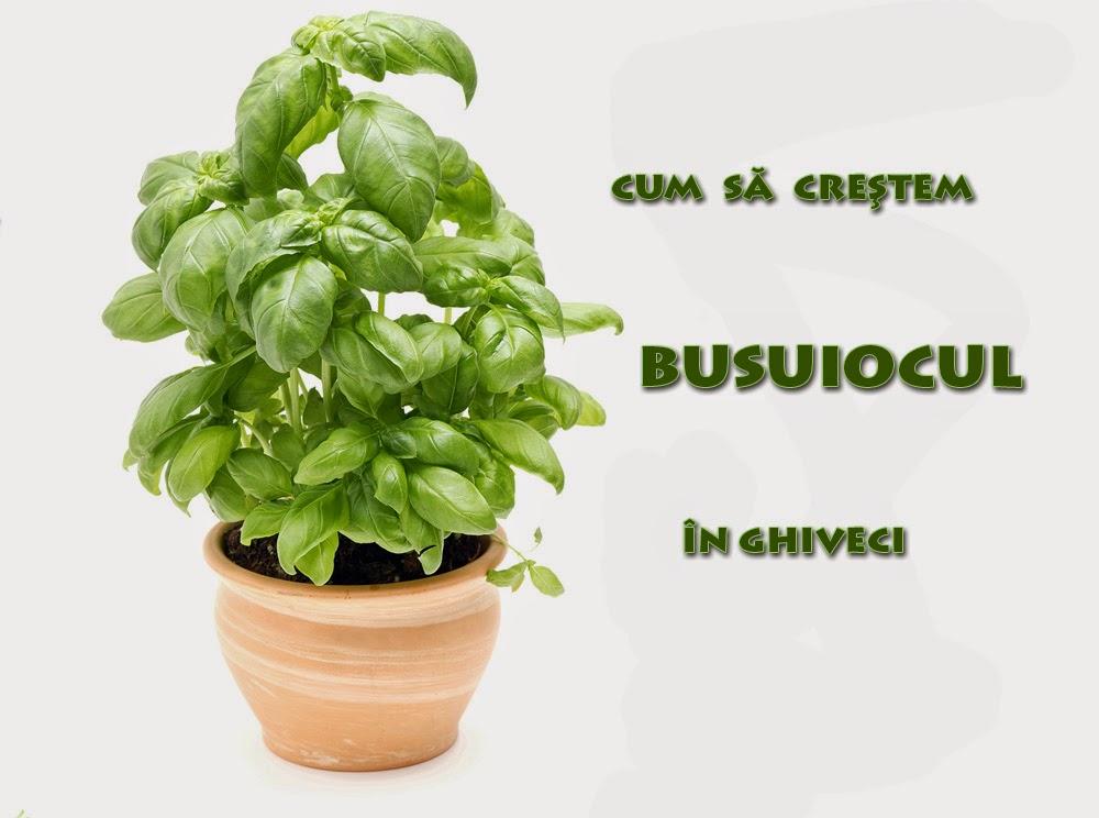 Busuiocul | Plante de interior si nu numai