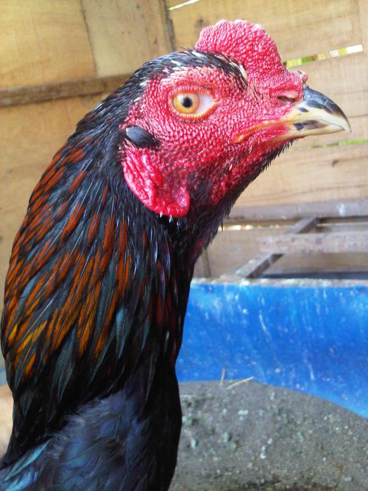 PETERNAKAN AYAM BANGKOK IMPORT: LANCURAN....Ada 4 ekor....sudah kejual ...