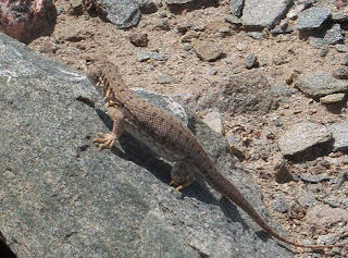 NATURALEZA Y CULTURA: Lagartija Vallista
