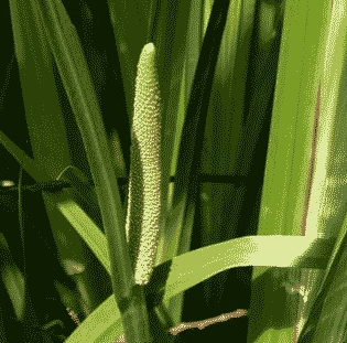 Calamo Remedio Natural ~ Salud diaria