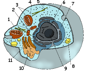 ccnn_2012: TEMA 1: LAS CÉLULAS HUMANAS